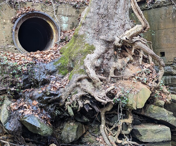 ArtStation - Trees Reference Pack - 371 Images | Resources