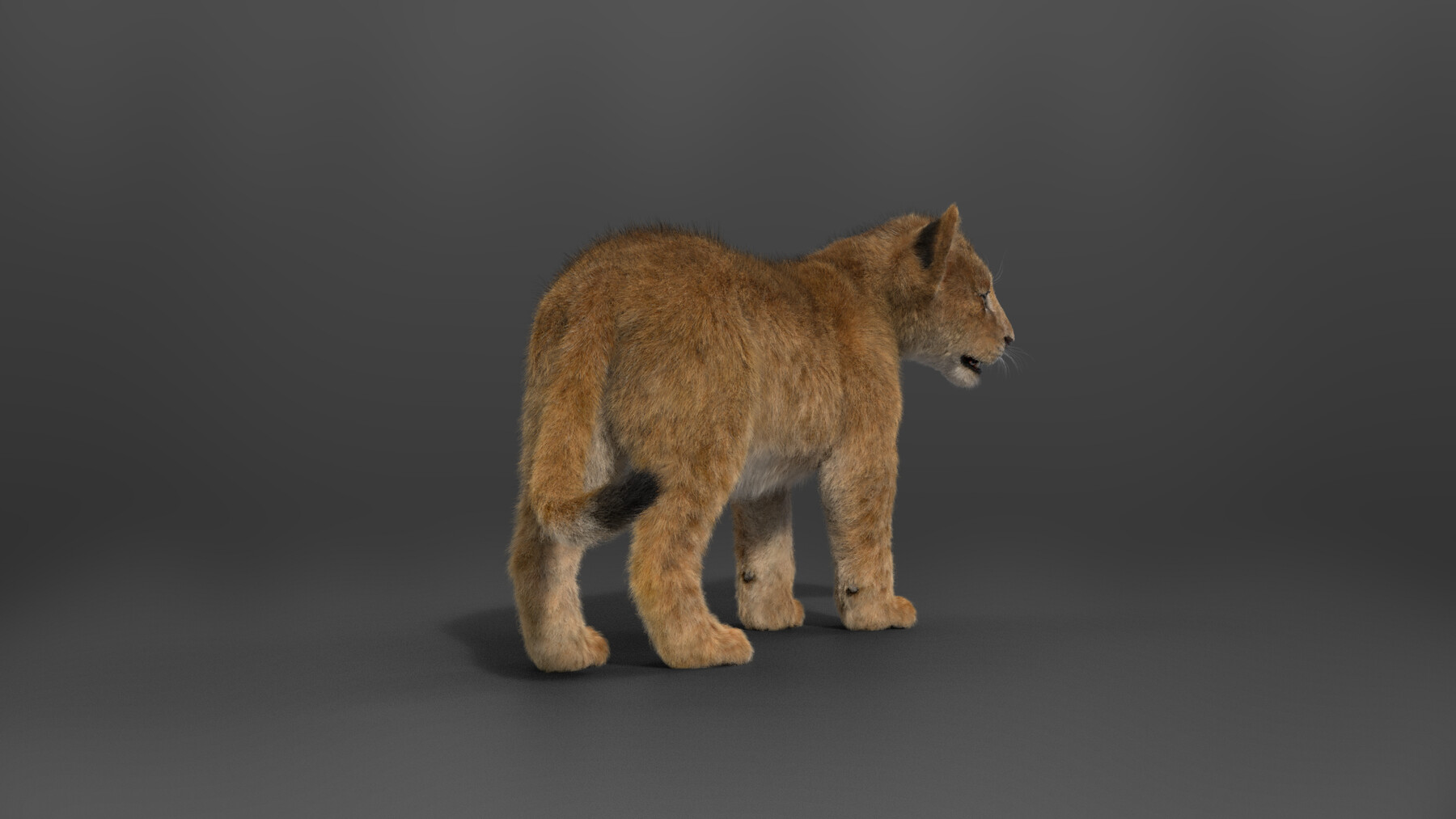 ArtStation - Lion Cub Animated | VFX Grace | Game Assets