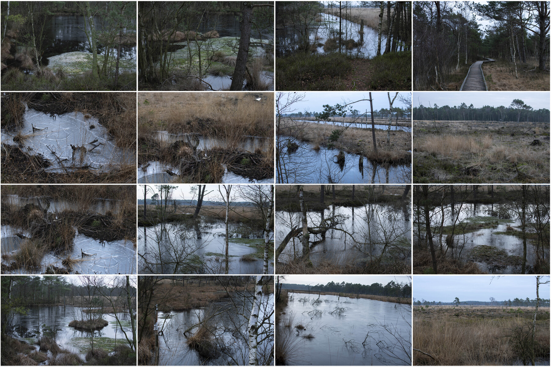 ArtStation - 183 Frozen Swamp Reference Pictures | Resources