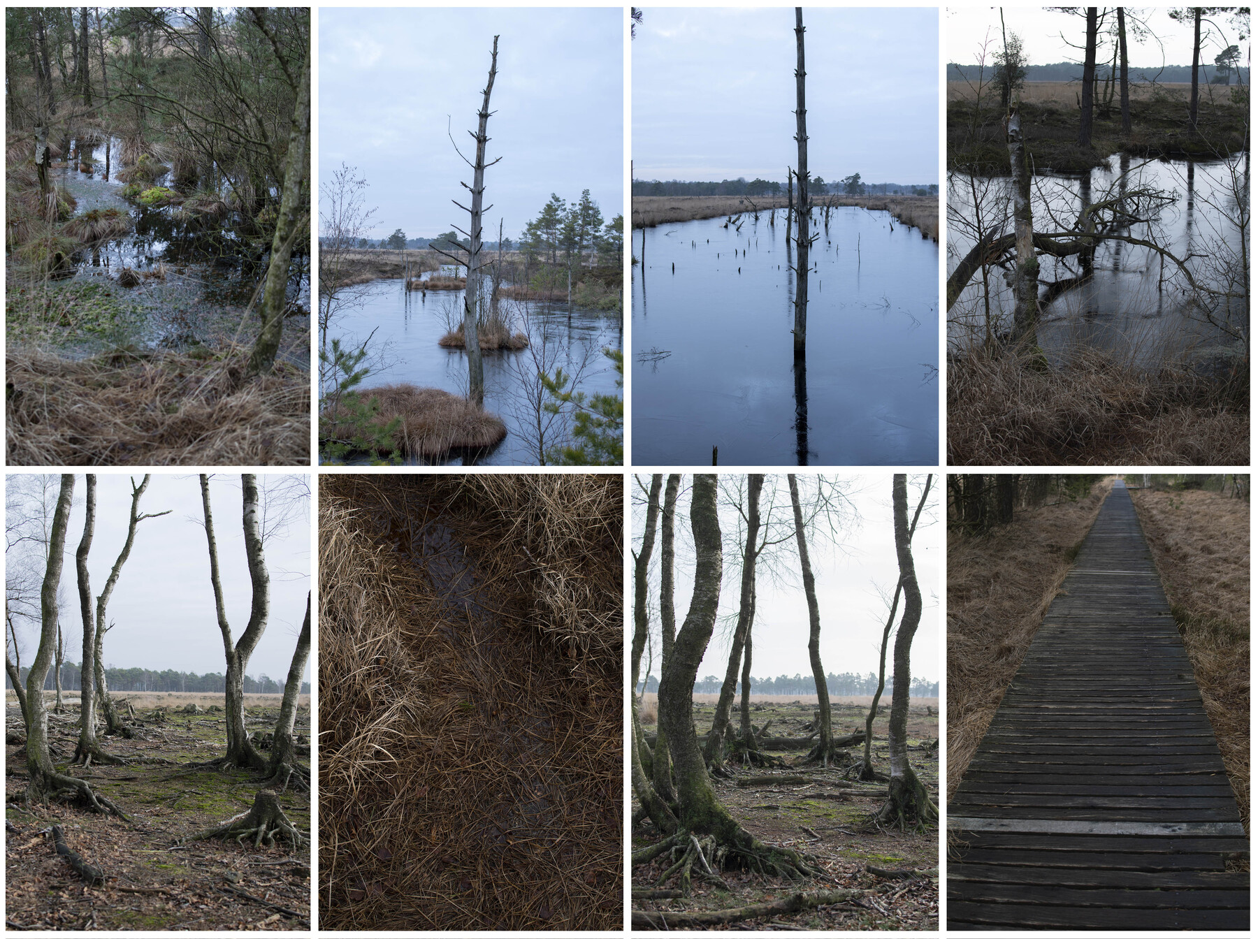 ArtStation - 183 Frozen Swamp Reference Pictures | Resources