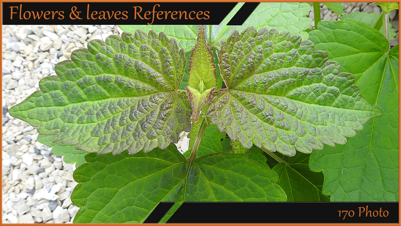 ArtStation - Flowers & leaves photo reference | Resources