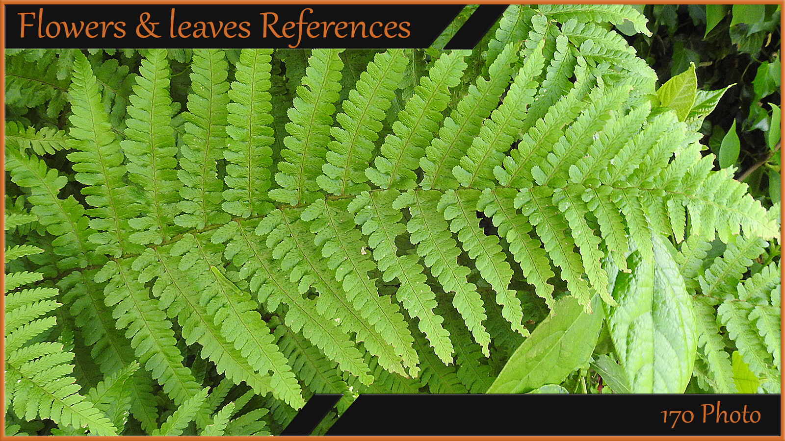 ArtStation - Flowers & leaves photo reference | Resources