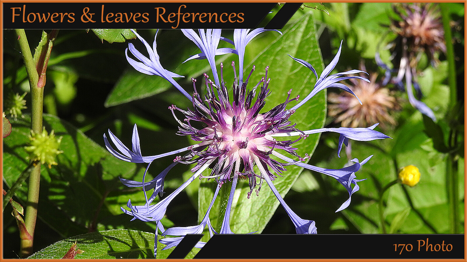 ArtStation - Flowers & leaves photo reference | Resources