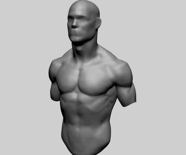 ArtStation - Male Upper Body A | Resources
