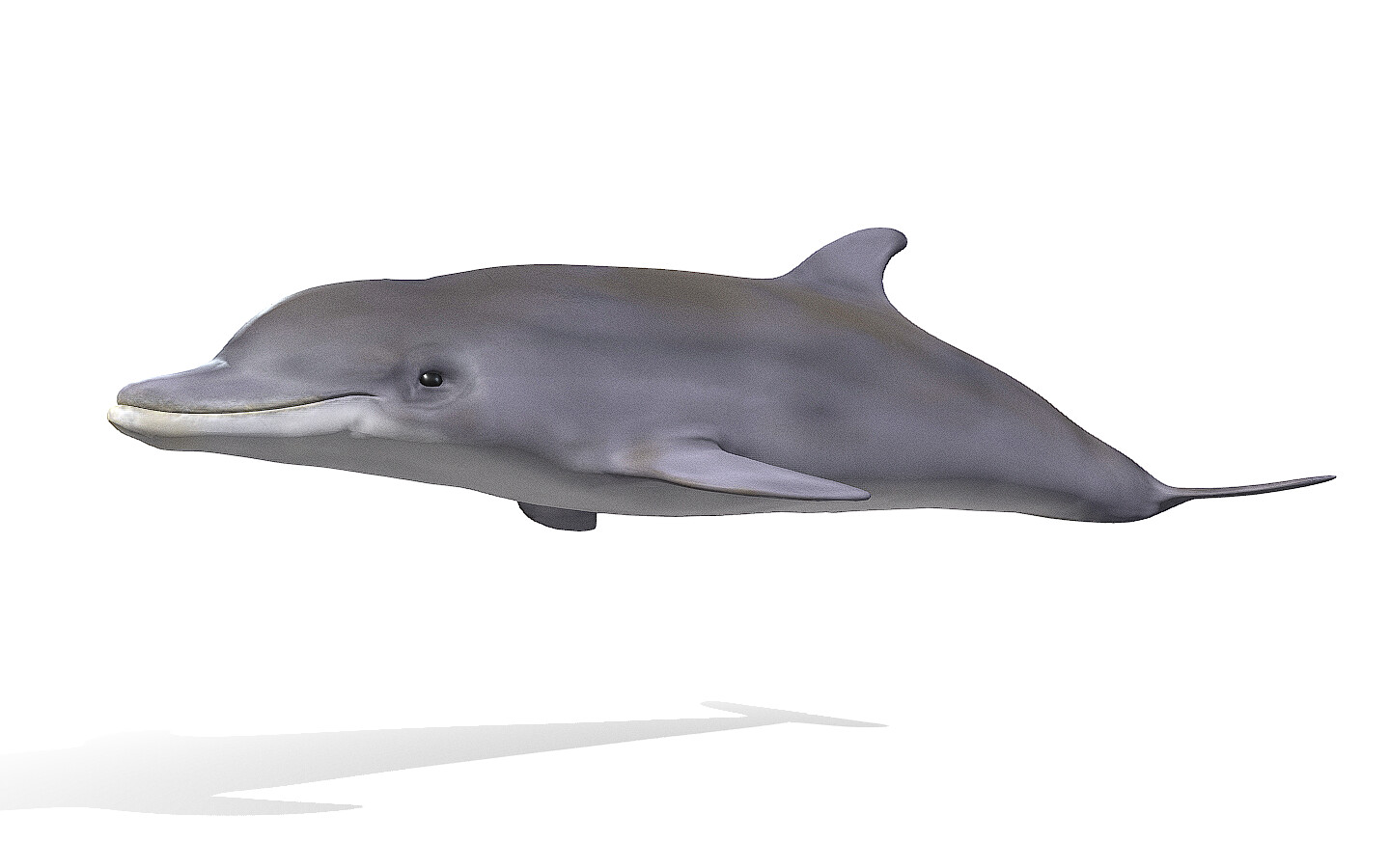 ArtStation - BOTTLENOSE DOLPHIN - 3D MODEL | Resources