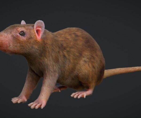ArtStation - Rat Rigged | Game Assets