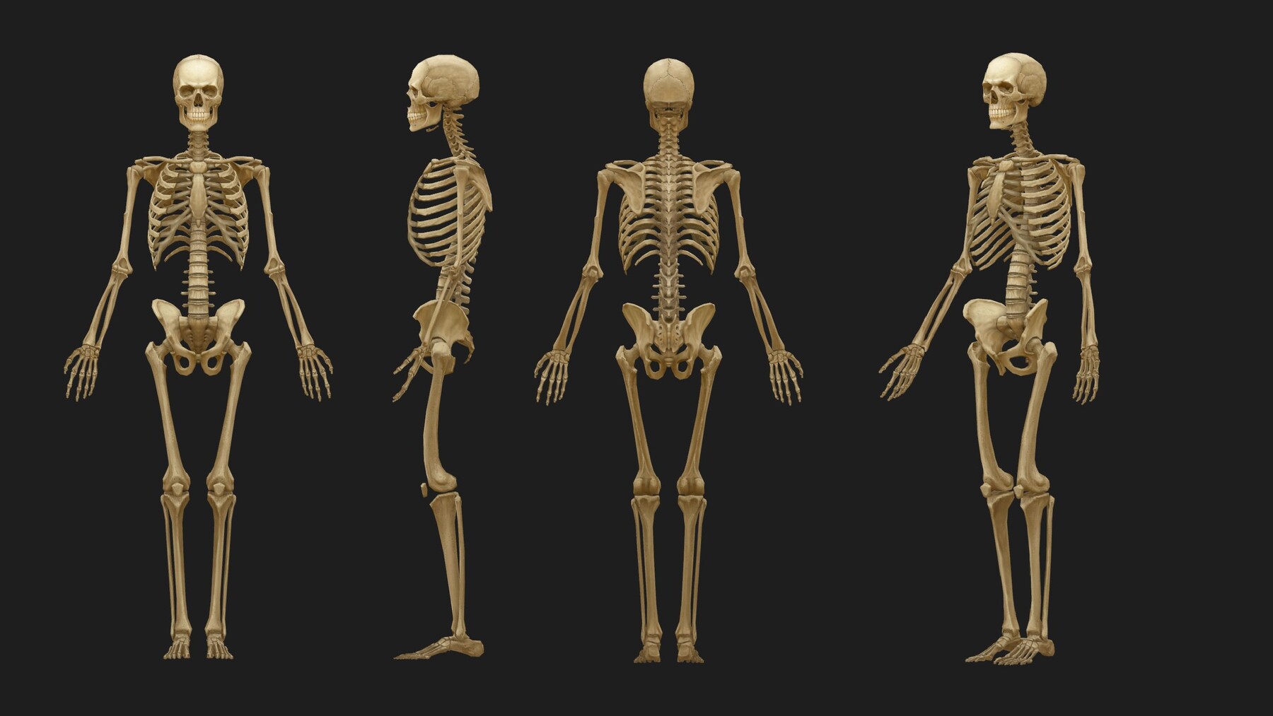 ArtStation - Low poly hand painted human Anatomy model | Resources