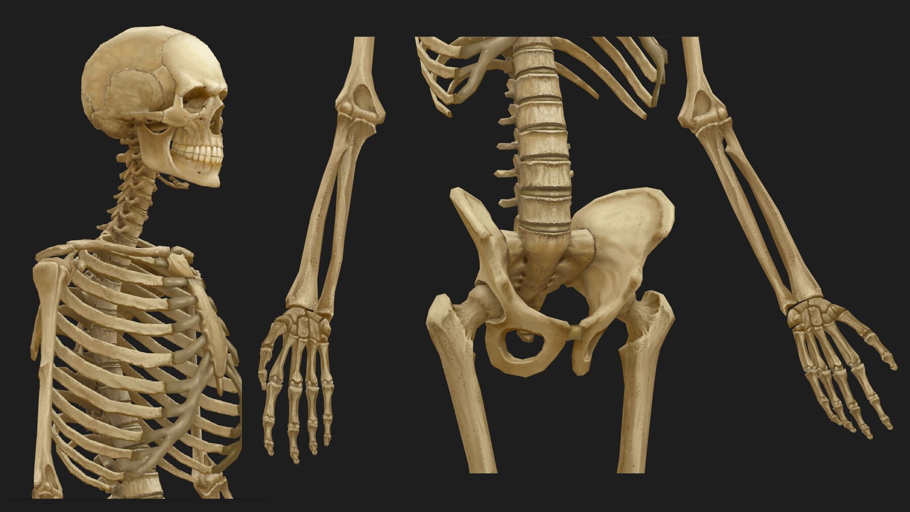 ArtStation - Low poly hand painted human Anatomy model | Resources