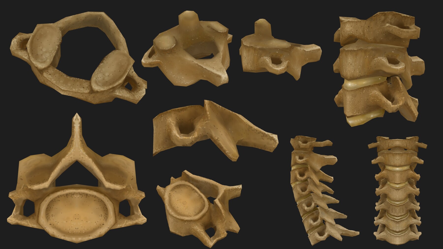 ArtStation - Low poly hand painted human Anatomy model | Resources