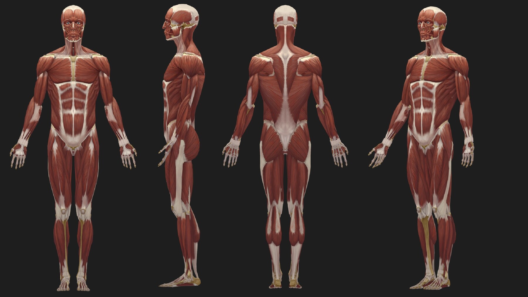 ArtStation - Low poly hand painted human Anatomy model | Resources