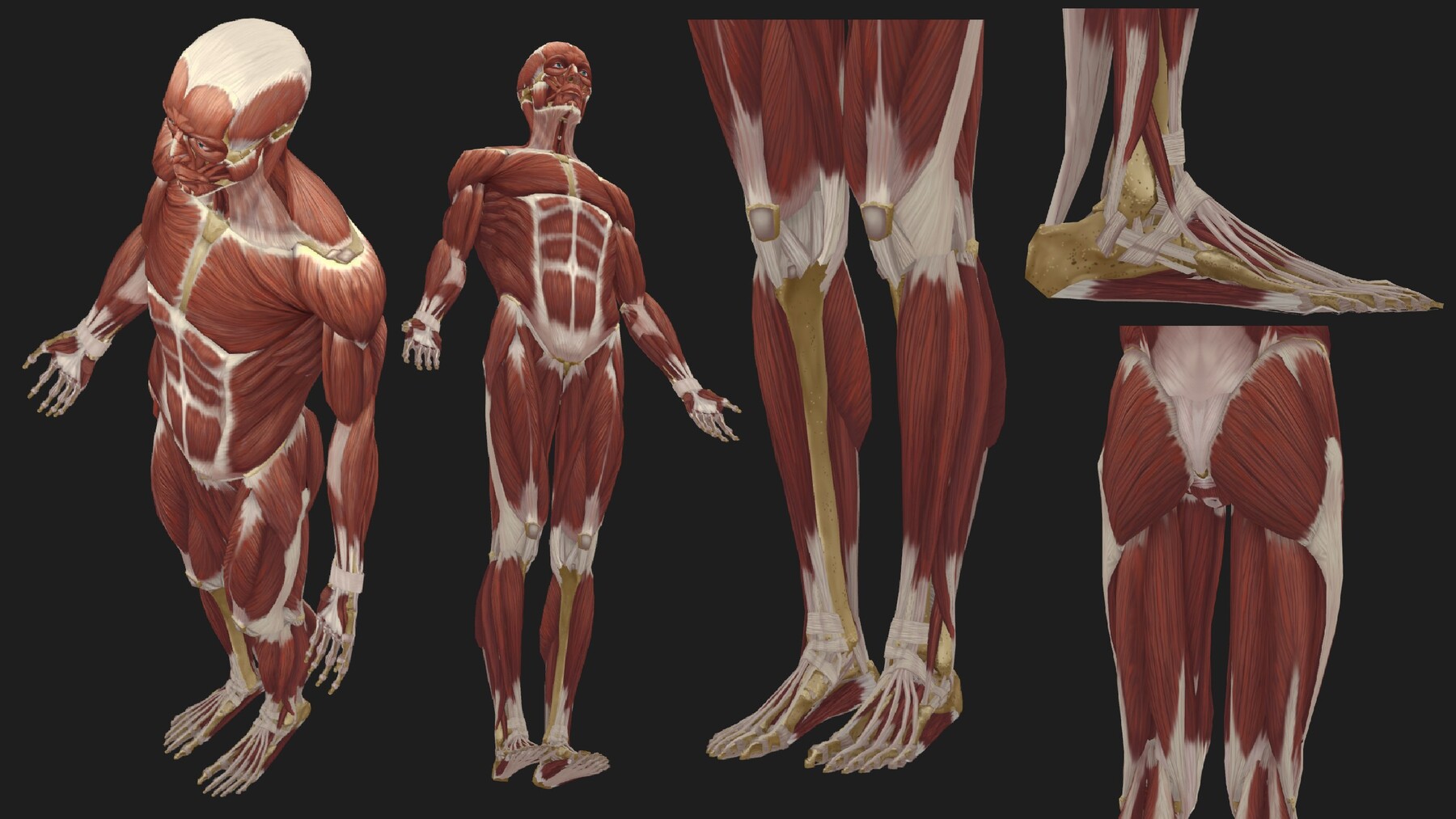 ArtStation - Low poly hand painted human Anatomy model | Resources