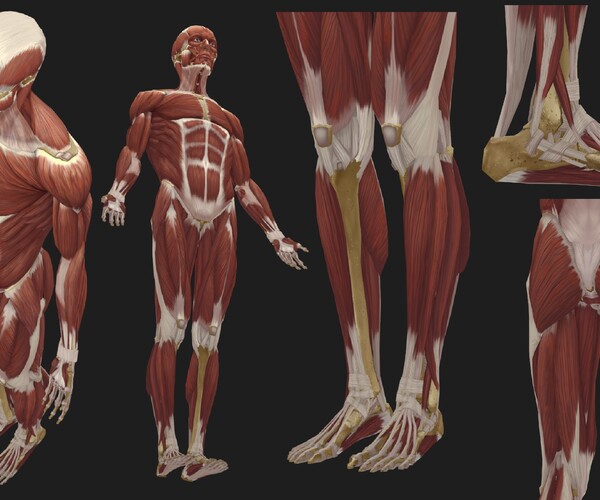 ArtStation - Low poly hand painted human Anatomy model | Resources