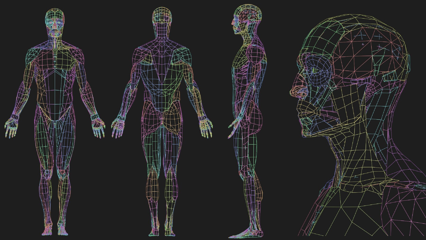 ArtStation - Low poly hand painted human Anatomy model | Resources