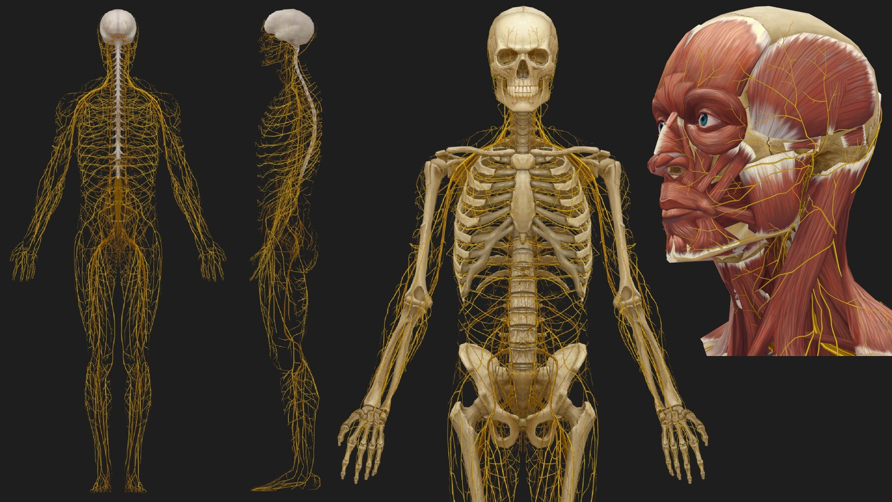 ArtStation - Low poly hand painted human Anatomy model | Resources