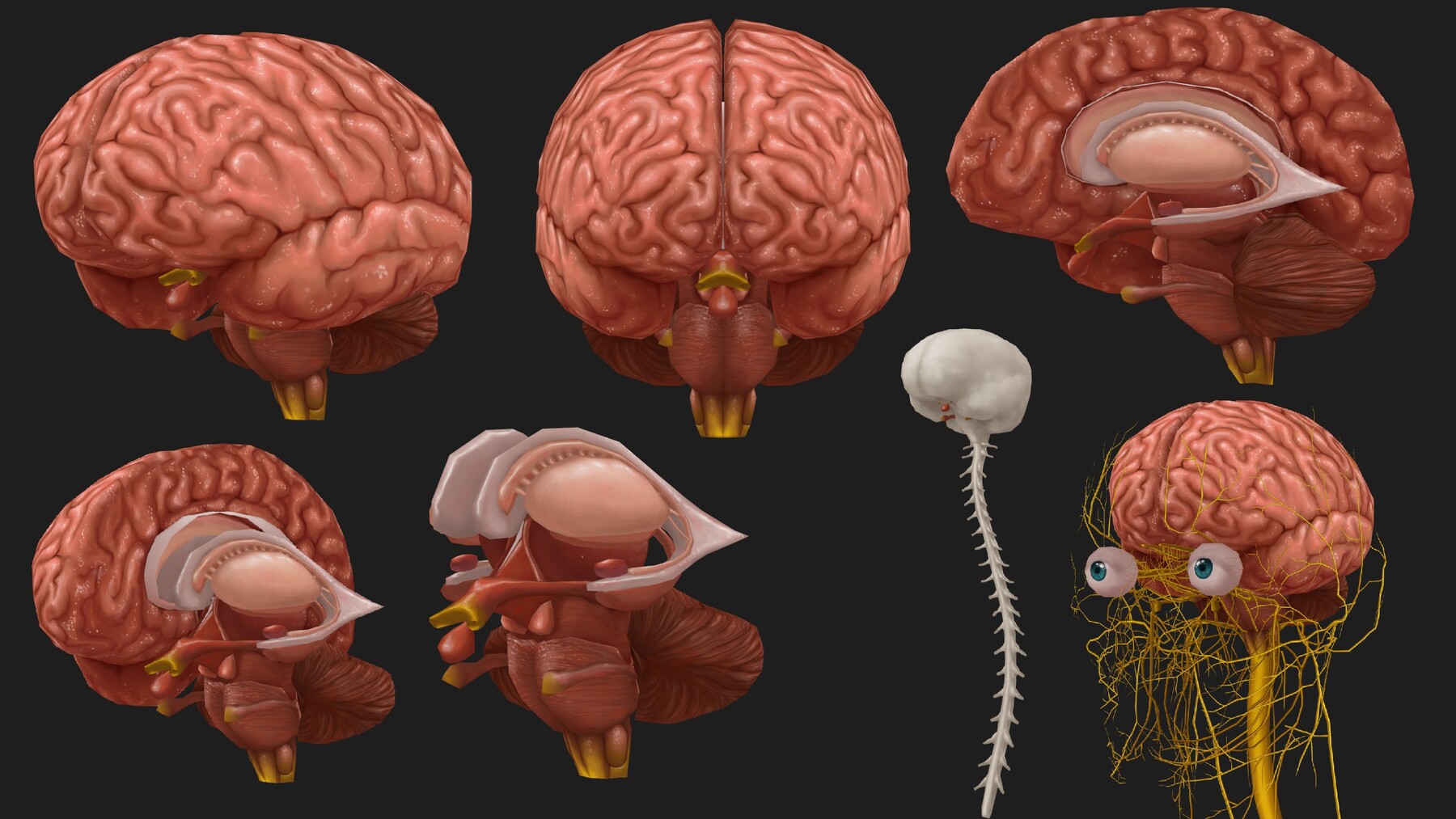 ArtStation - Low poly hand painted human Anatomy model | Resources