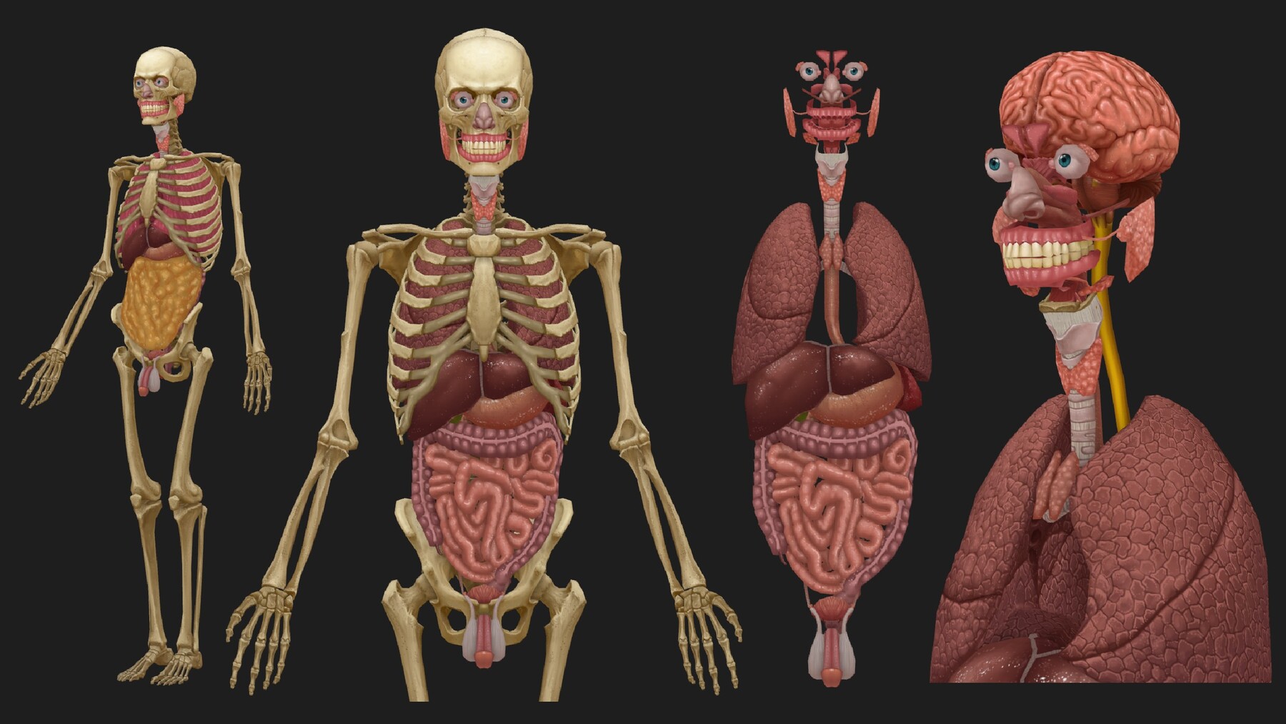 ArtStation - Low poly hand painted human Anatomy model | Resources