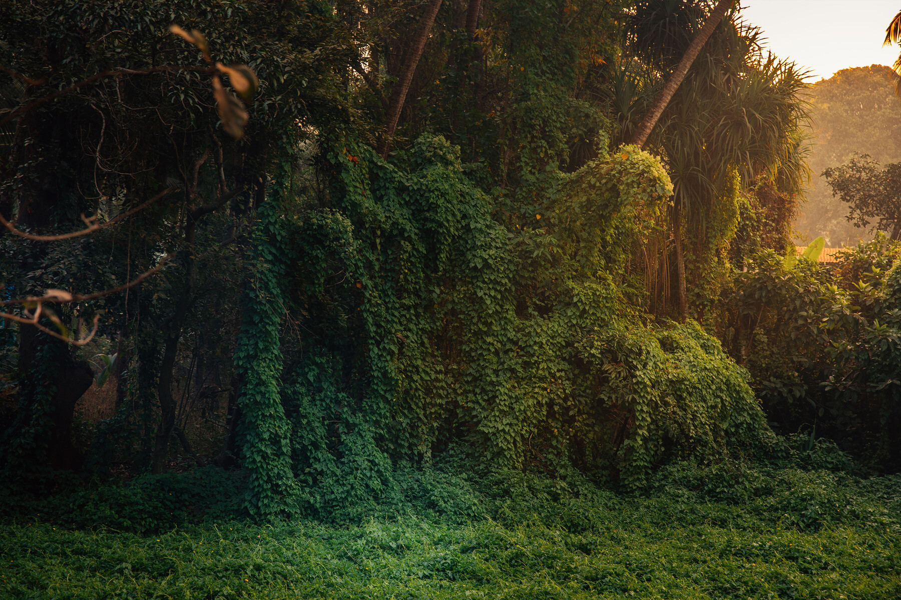 ArtStation - 440+ Epic Rainforest Reference Pictures | Resources