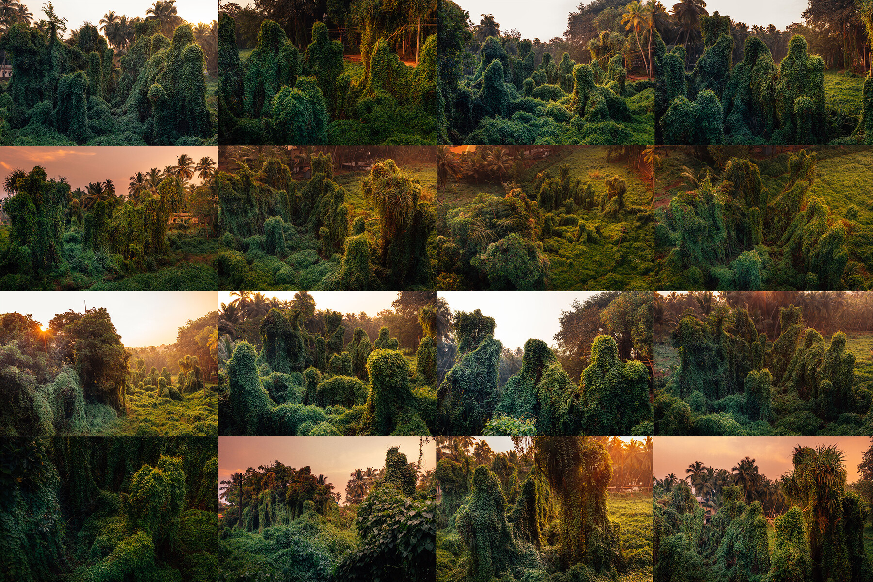 ArtStation - 440+ Epic Rainforest Reference Pictures | Resources