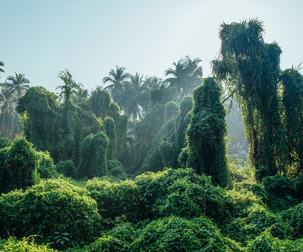 ArtStation - 440+ Epic Rainforest Reference Pictures | Resources