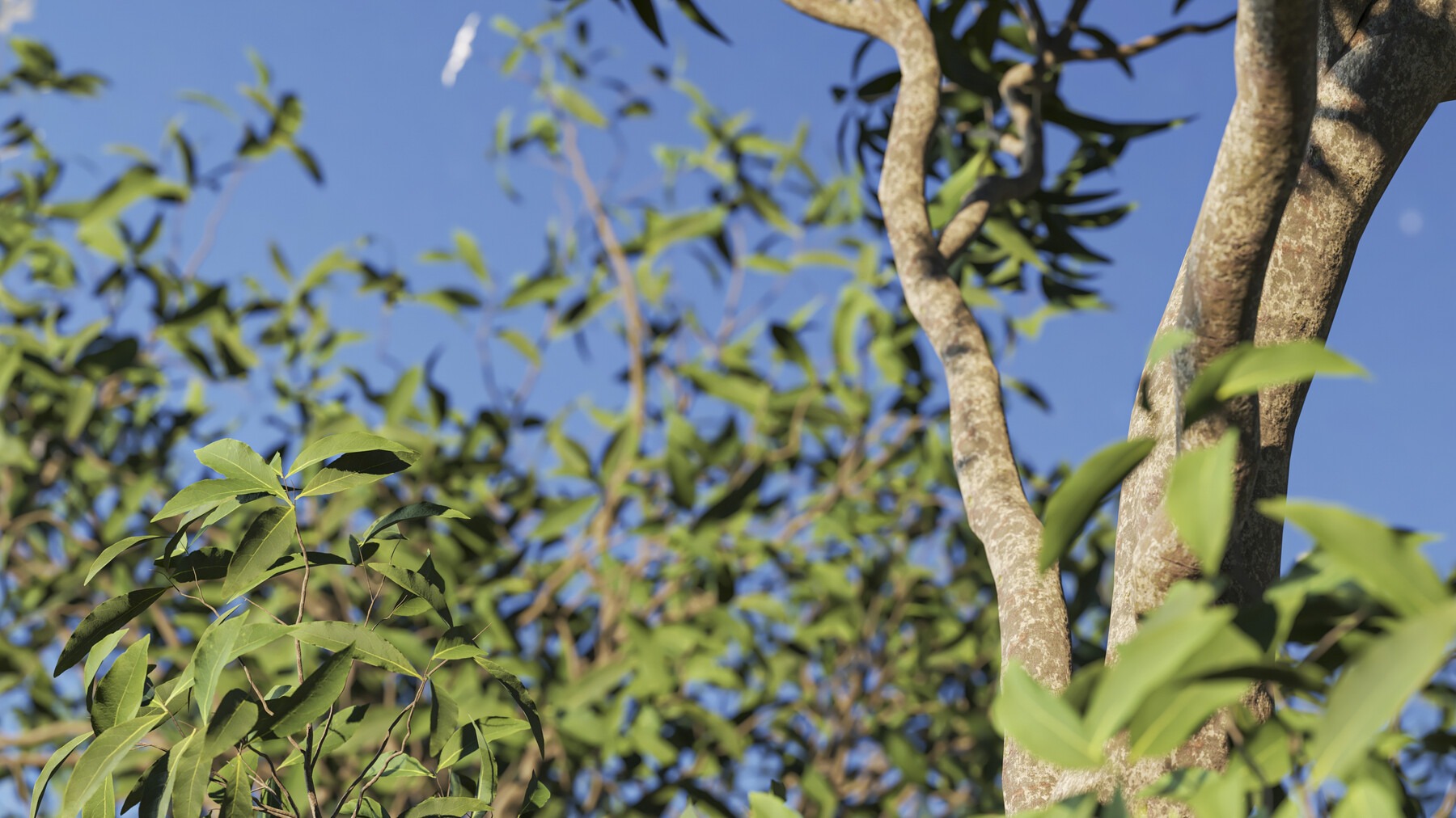 ArtStation - 2 Ervatamia Divaricata Plant 3D model | Resources