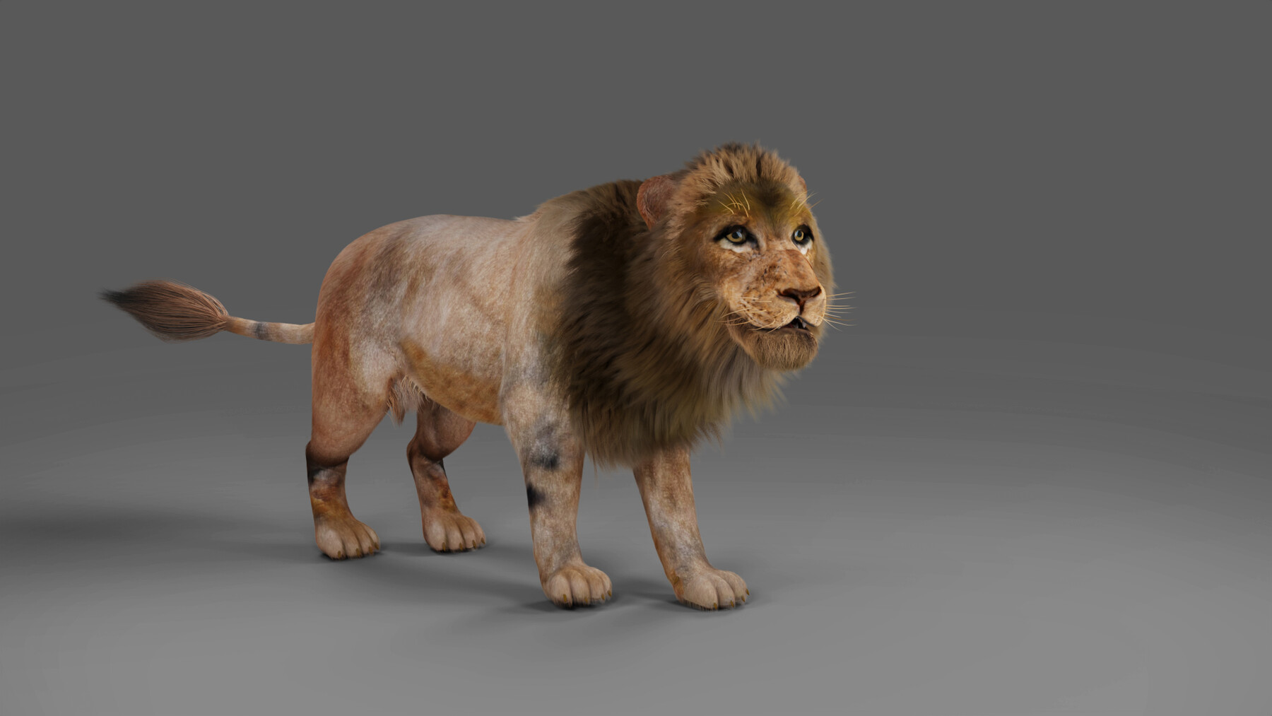 ArtStation - Fur Lion Rigged and Animation in Blender | Game Assets