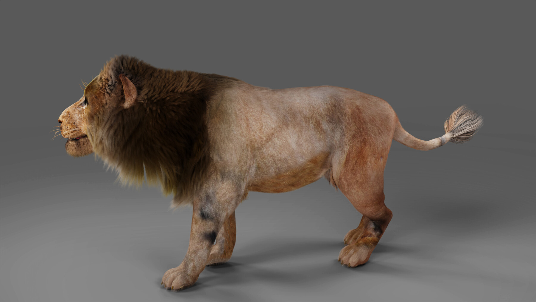 ArtStation - Fur Lion Rigged and Animation in Blender | Game Assets