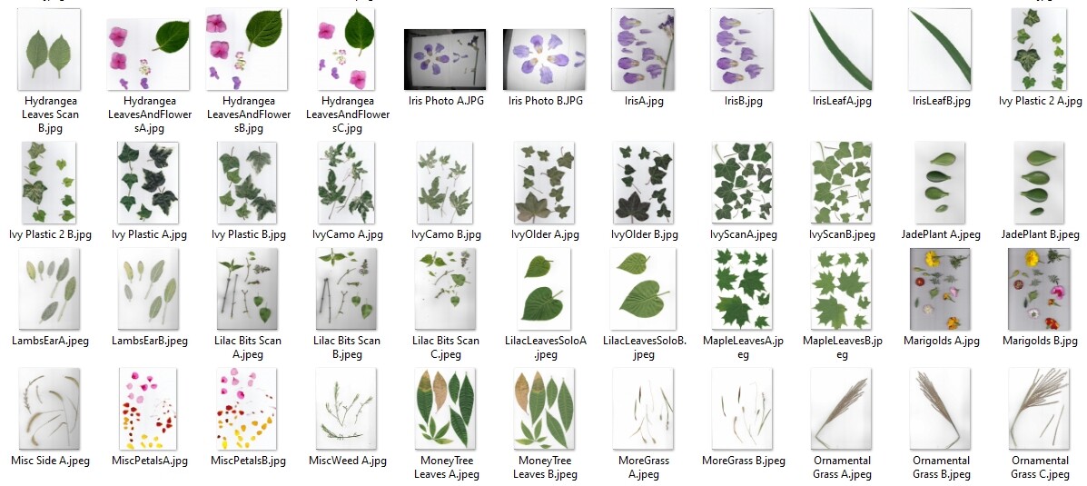 ArtStation - 140 Plant and Flower Scans | Resources