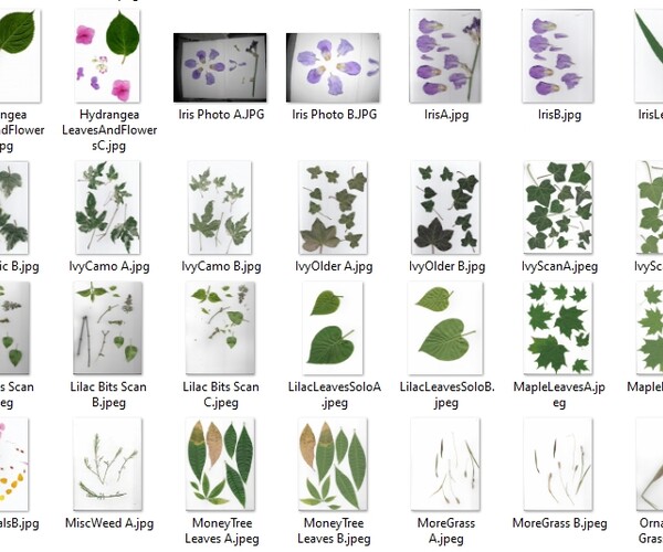 ArtStation - 140 Plant and Flower Scans | Resources