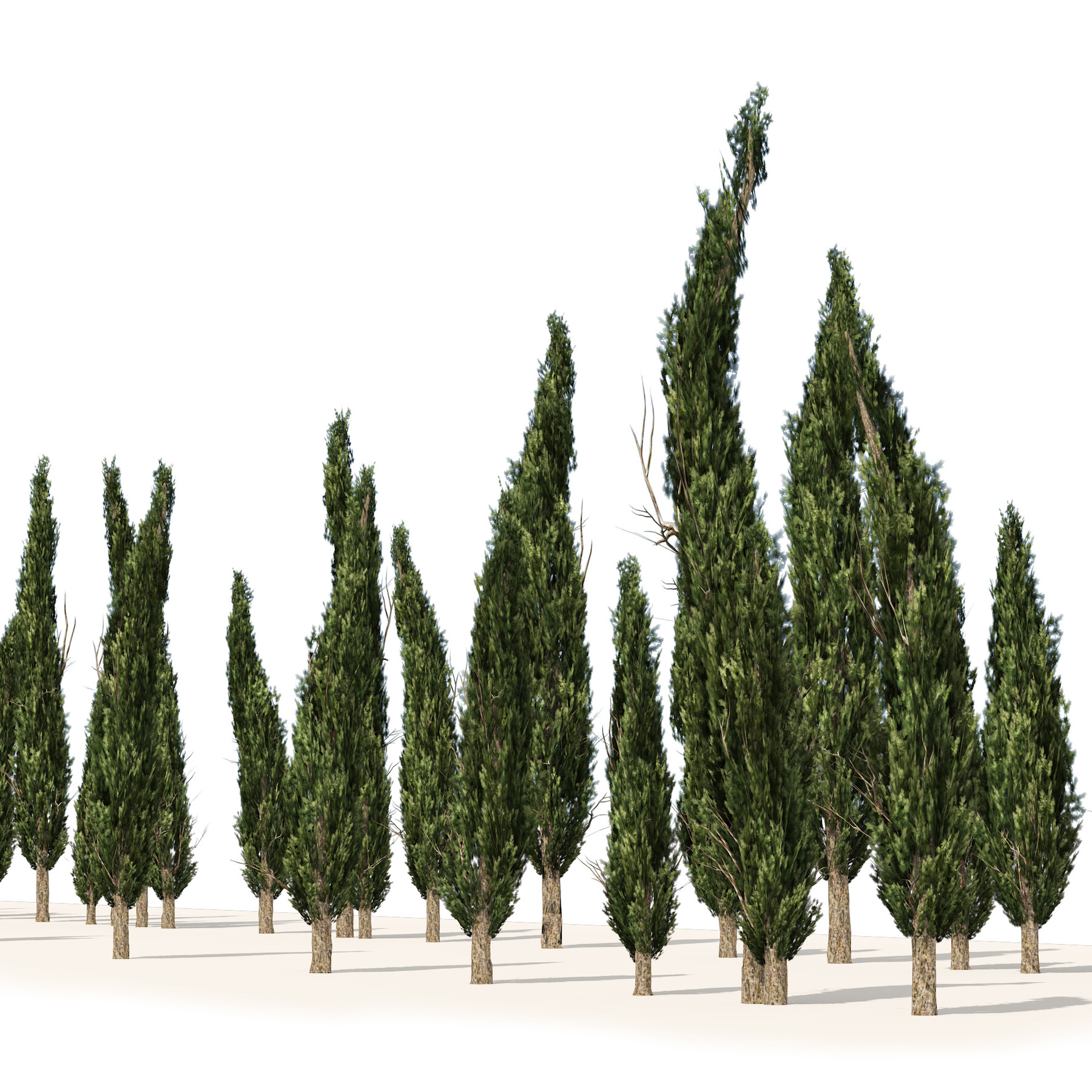 ArtStation - Common Cypress Trees row | Resources