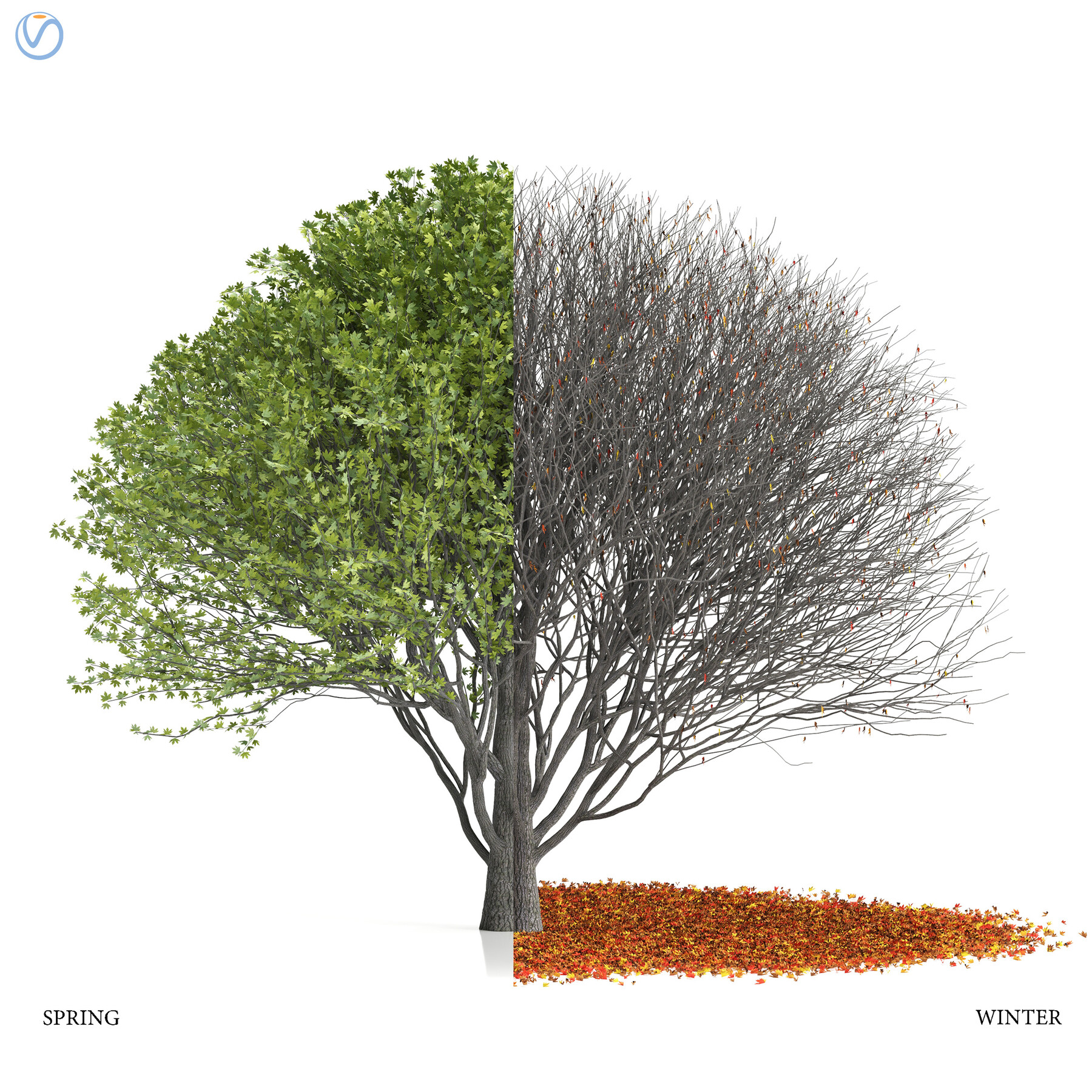 ArtStation - Maple Tree | Resources