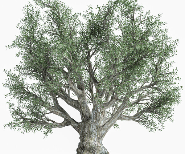 ArtStation - Olive Tree | Game Assets