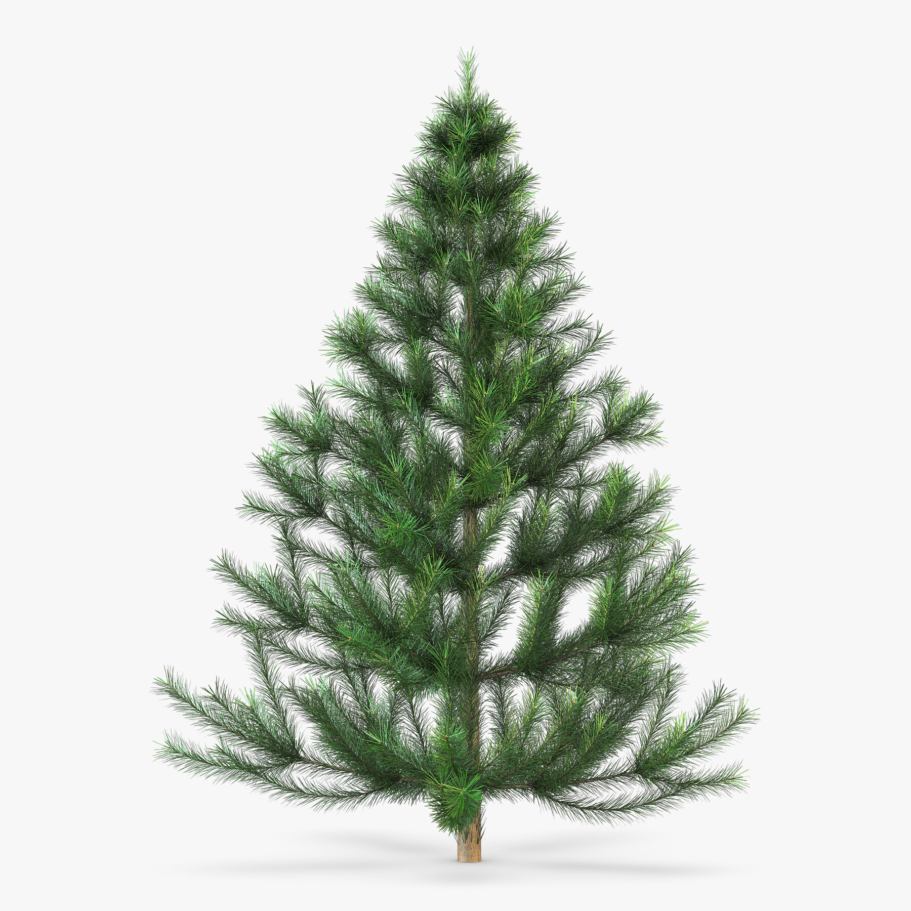 ArtStation - Conifer Tree 150cm v 1 | Resources