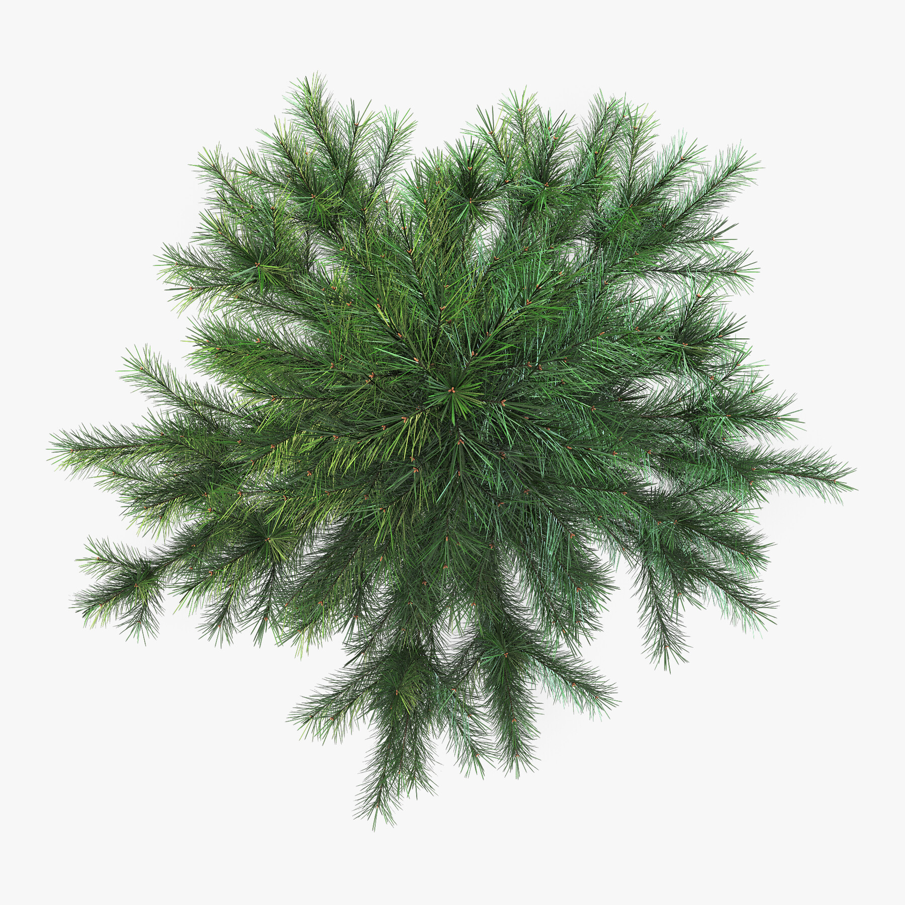 ArtStation - Conifer Tree 150cm v 1 | Resources