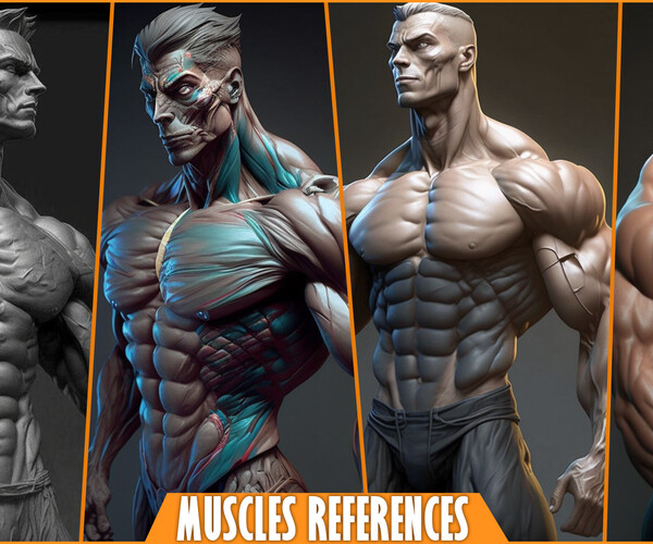 ArtStation - 100+ Male, Female Muscles References Pictures | Artworks