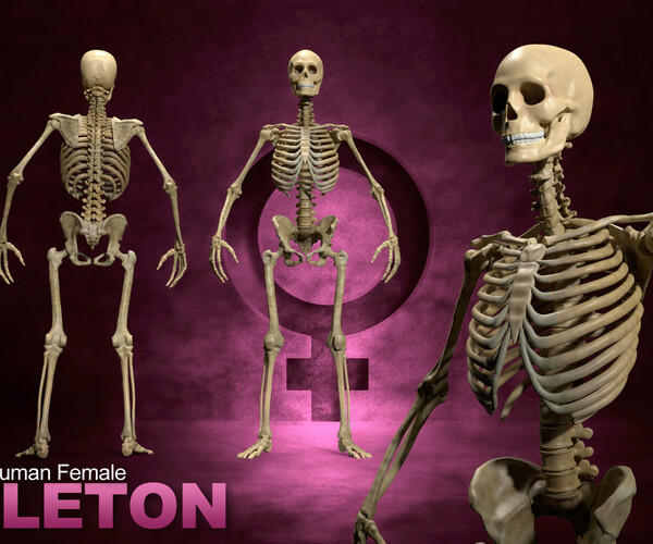 ArtStation - Human Female [ Skeleton - Basemesh ] | Resources