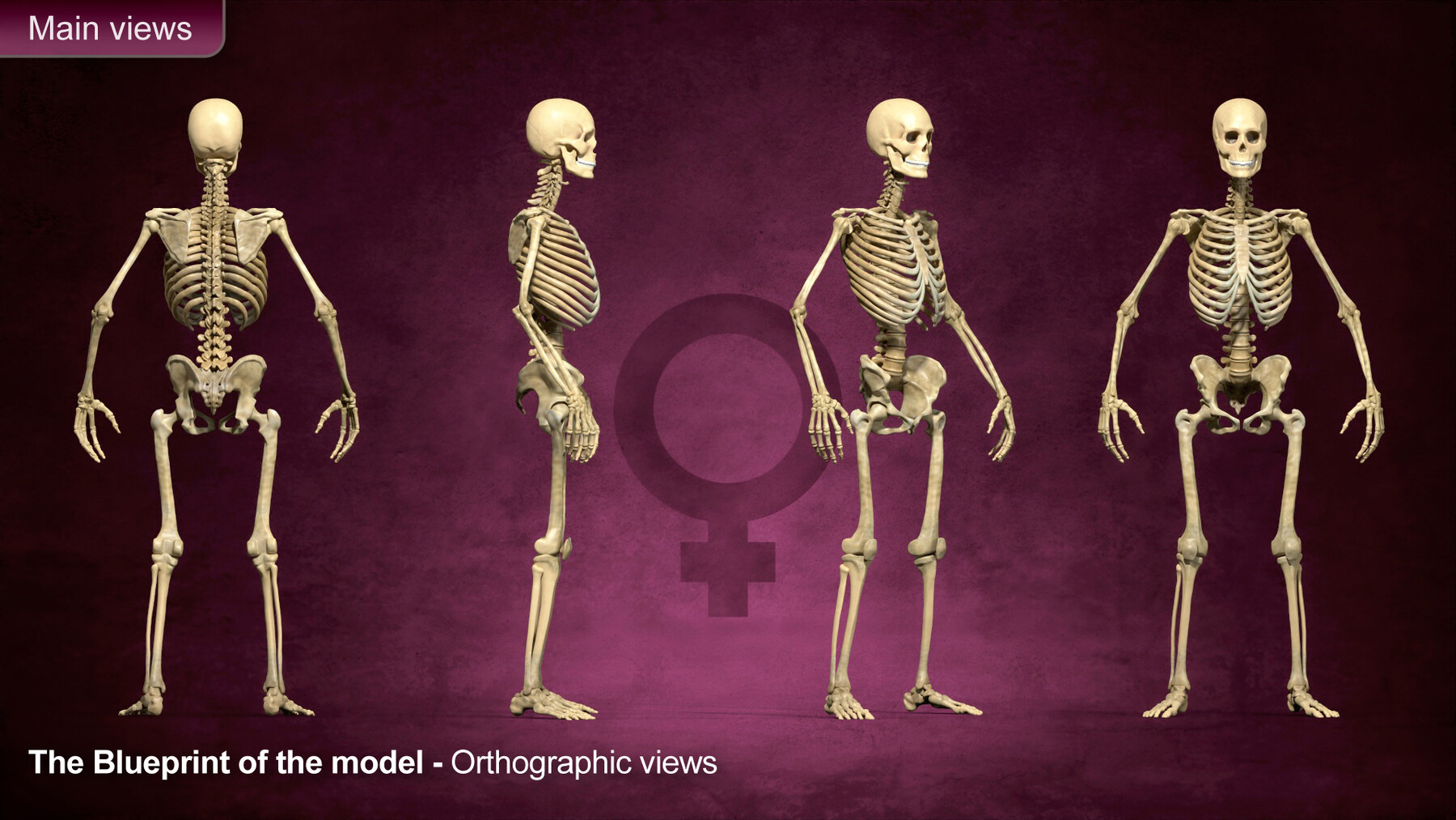 ArtStation - Human Female [ Skeleton - Basemesh ] | Resources