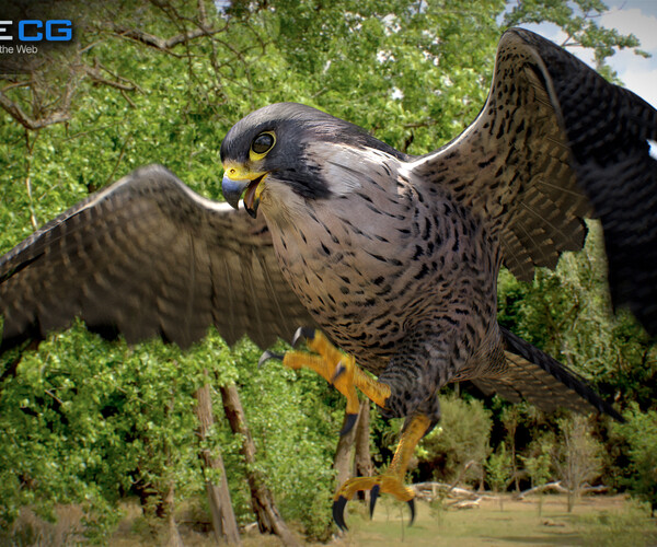 ArtStation - 3D Animated Falcon | Game Assets