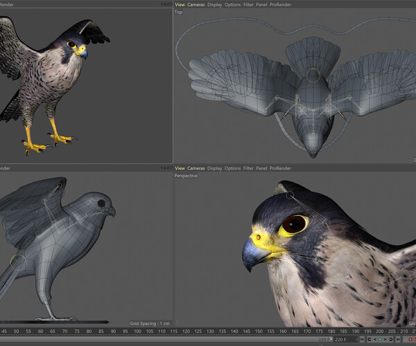 ArtStation - 3D Animated Falcon | Game Assets