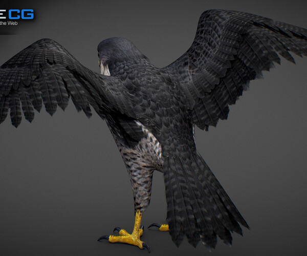 ArtStation - 3D Animated Falcon | Game Assets