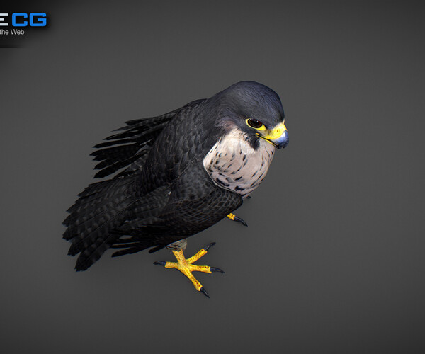 ArtStation - 3D Animated Falcon | Game Assets