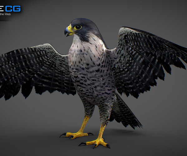 ArtStation - 3D Animated Falcon | Game Assets