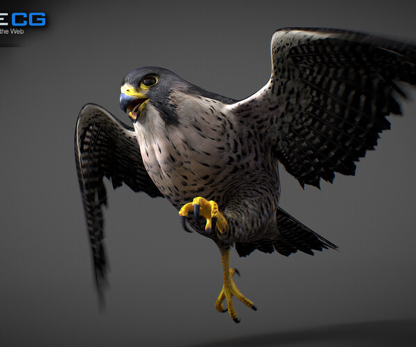 ArtStation - 3D Animated Falcon | Game Assets