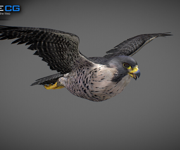 ArtStation - 3D Animated Falcon | Game Assets