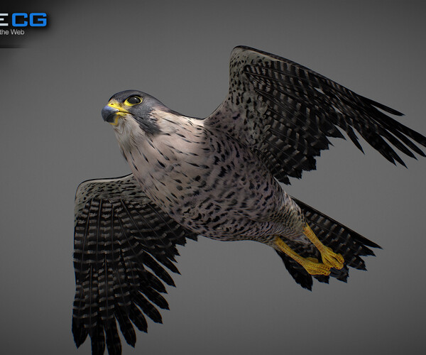 ArtStation - 3D Animated Falcon | Game Assets