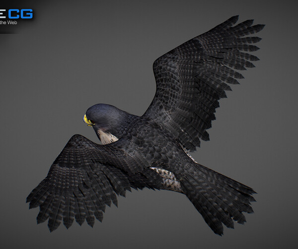ArtStation - 3D Animated Falcon | Game Assets