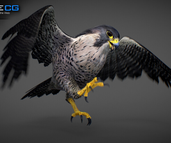 ArtStation - 3D Animated Falcon | Game Assets