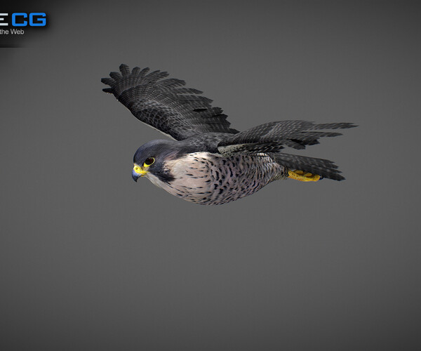 ArtStation - 3D Animated Falcon | Game Assets