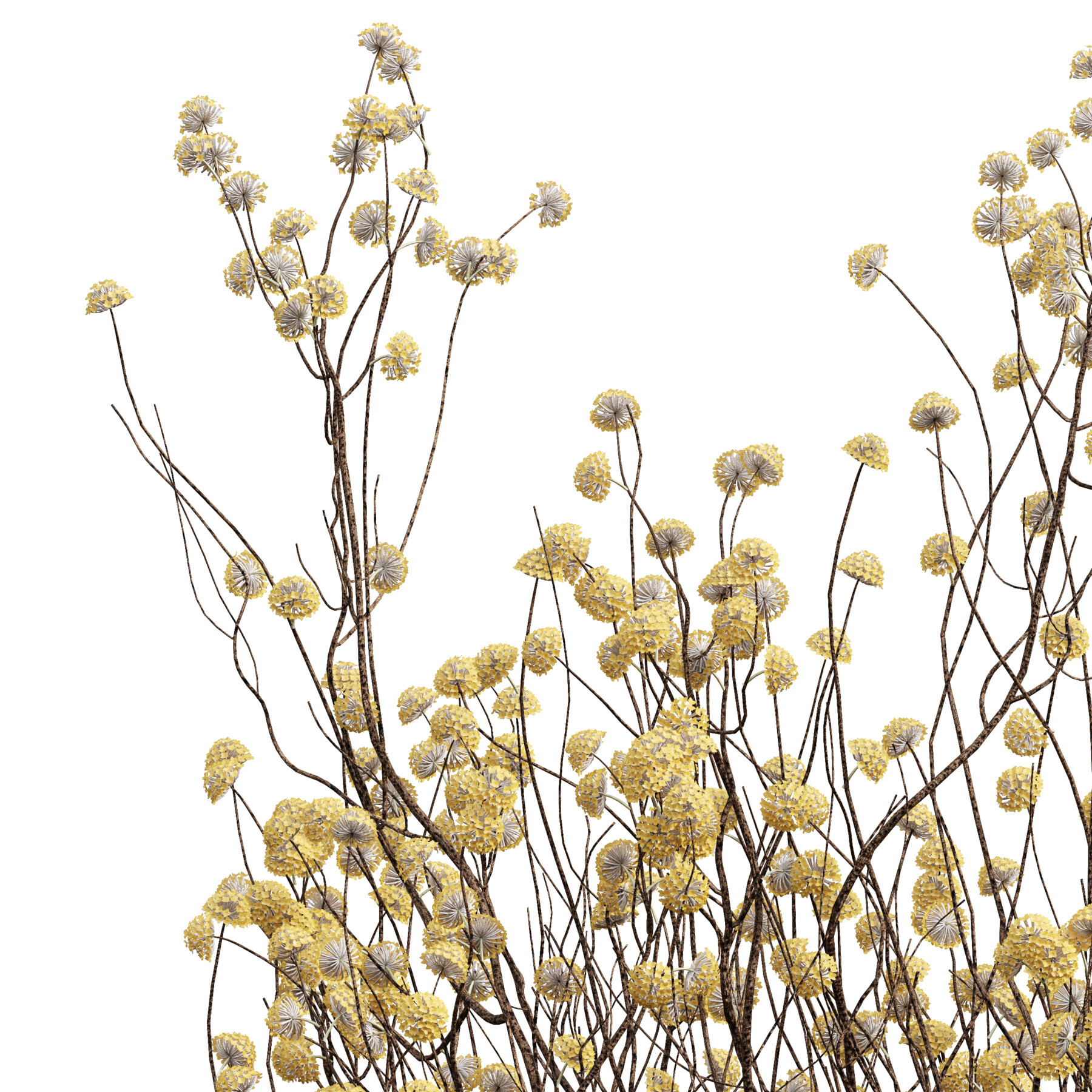 ArtStation - New Plant Edgeworthia Chrysantha Paperbush Tall Tree ...