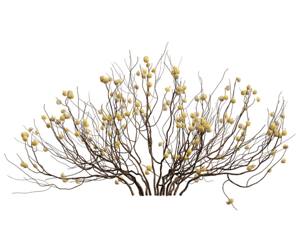 ArtStation - Edgeworthia Chrysantha Paperbush Viburnum Opulus Roseum ...
