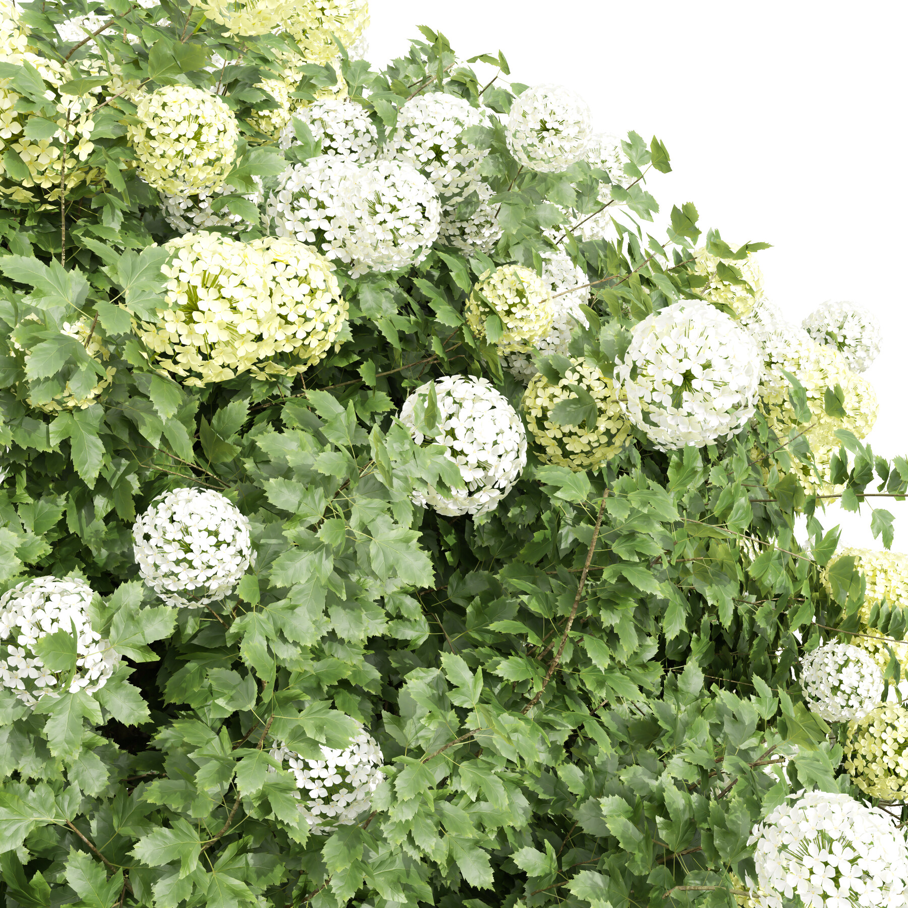 ArtStation - Edgeworthia Chrysantha Paperbush Viburnum Opulus Roseum ...